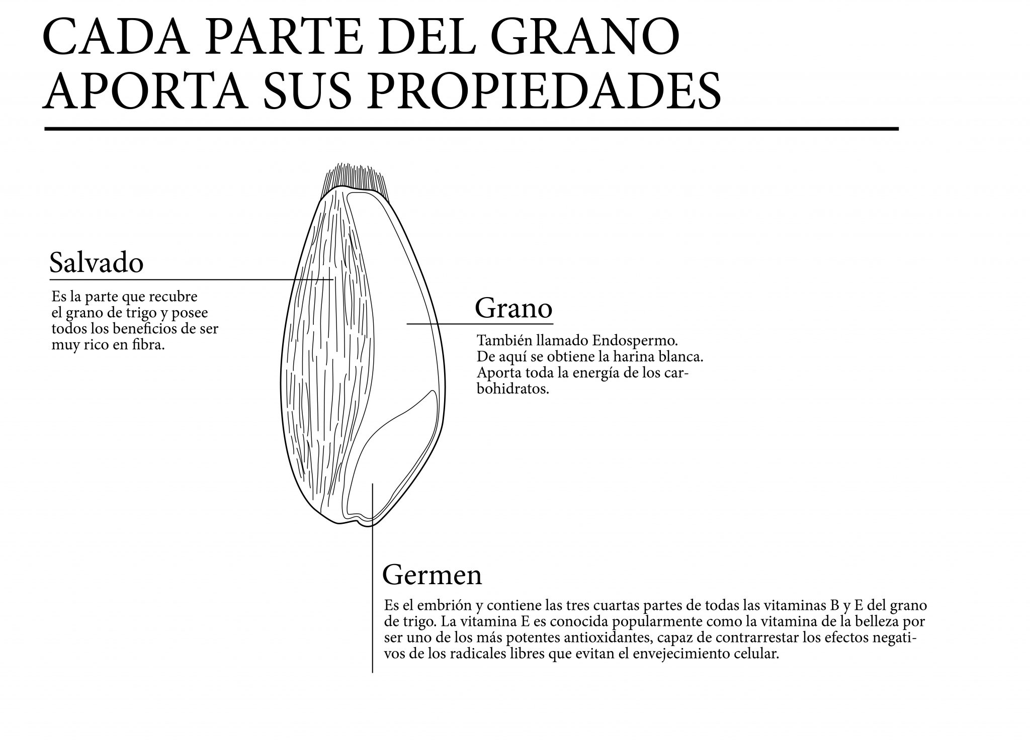 ¿Sabías que… cada parte del grano es importante? - Panishop